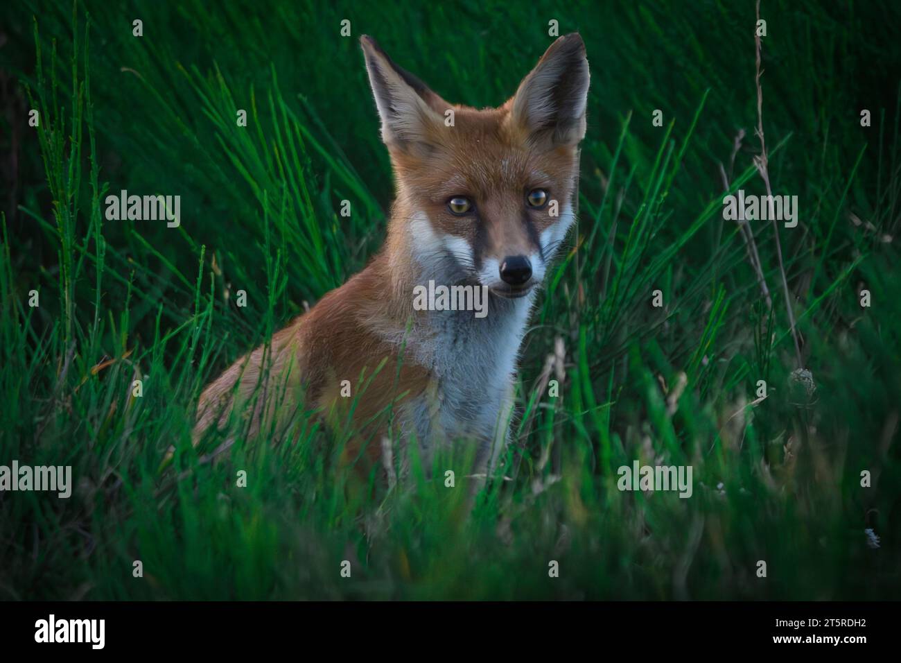 Wild Fox Portrait Stock Photo - Alamy