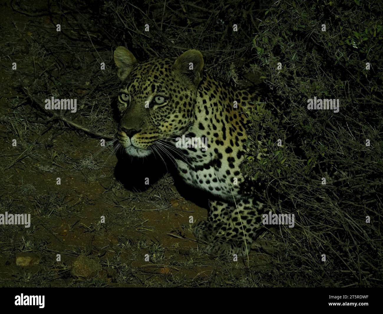 male leopard, (Panthera pardus) at night in Laikipia county, Kenya ...