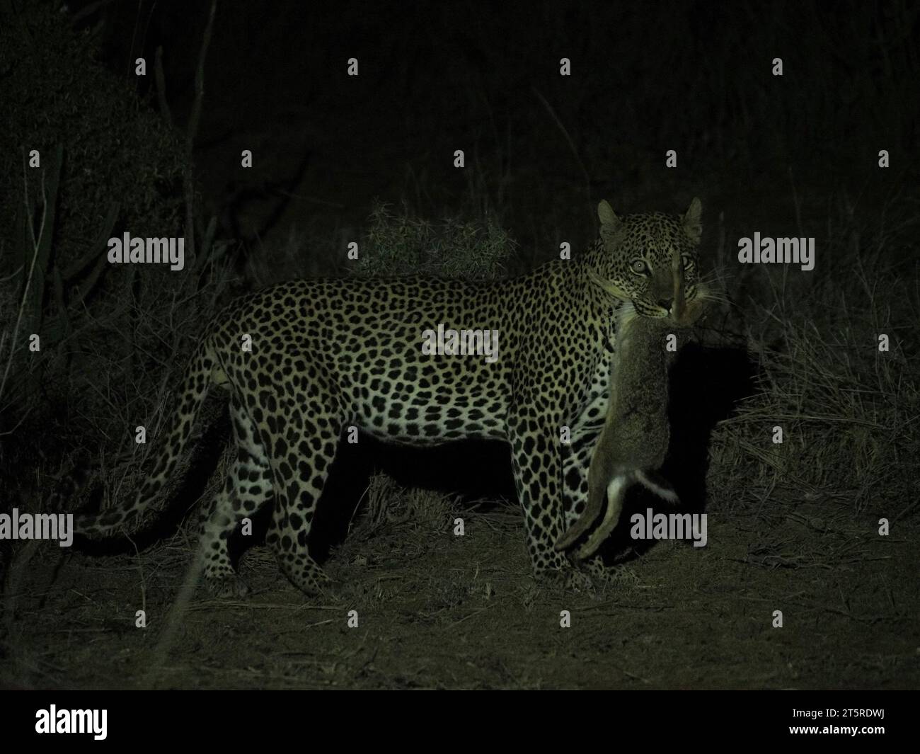 male leopard, (Panthera pardus) with hare prey at night in Laikipia ...