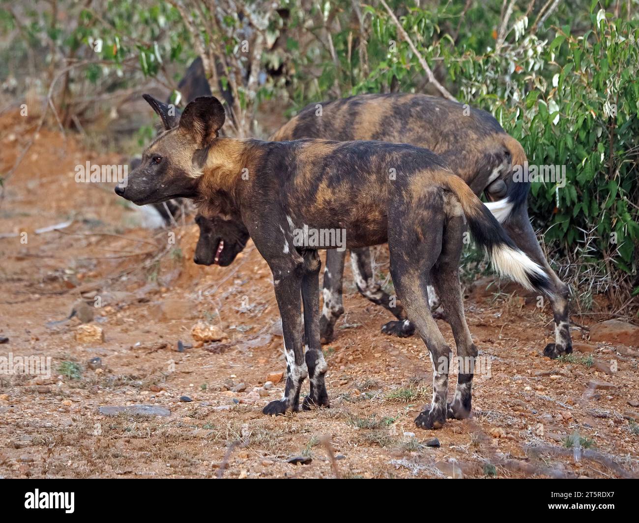 pack of African Wild dogs (Lycaon Pictus) bonding before setting off to ...