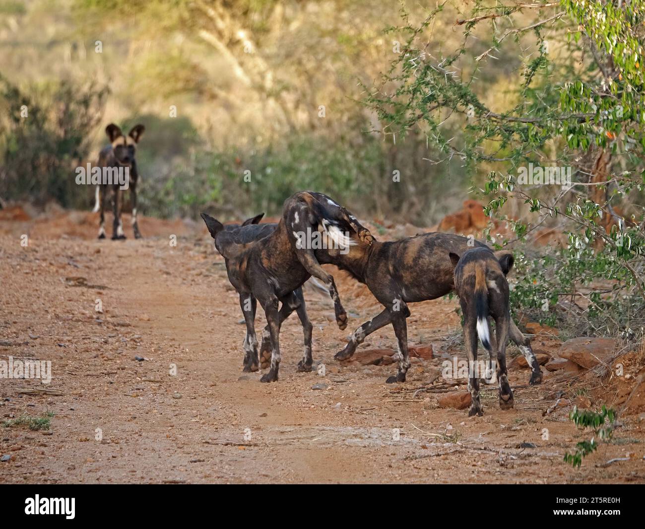 pack of African Wild dogs (Lycaon Pictus) bonding before setting off to ...