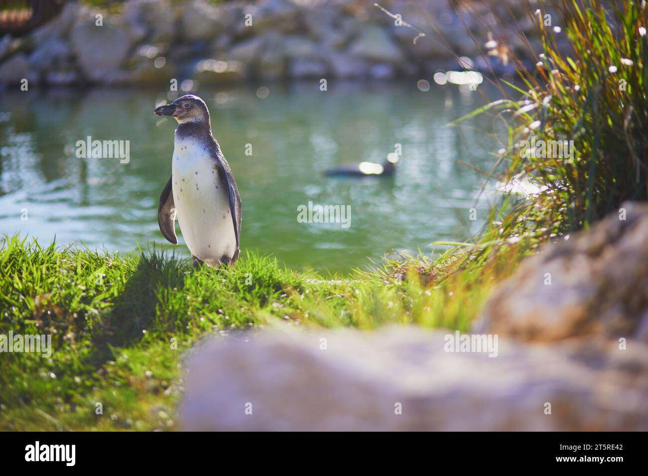 Penguins in the environment hi-res stock photography and images - Alamy