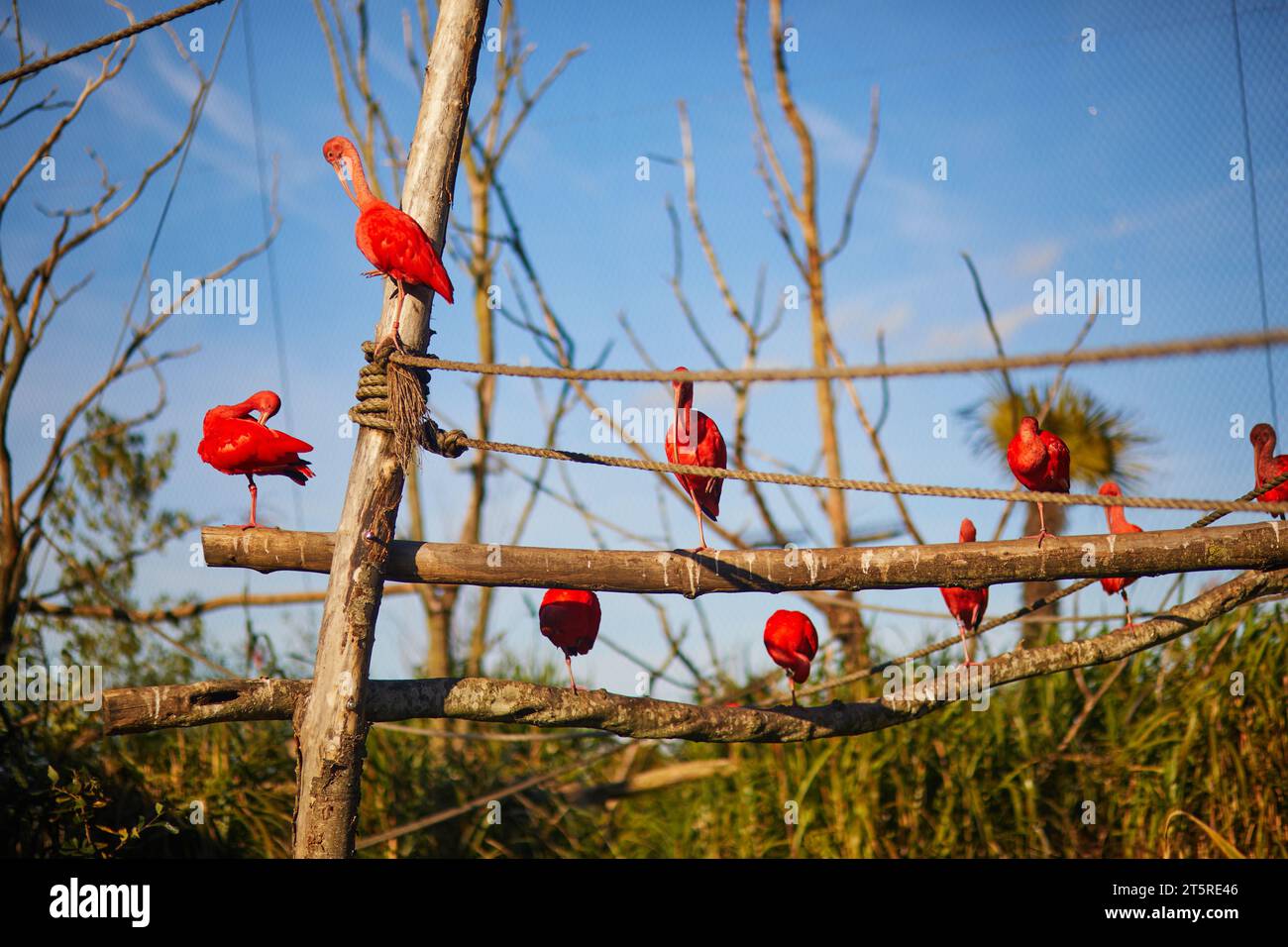Many pink scarlet ibises in zoological park in Paris, France Stock ...