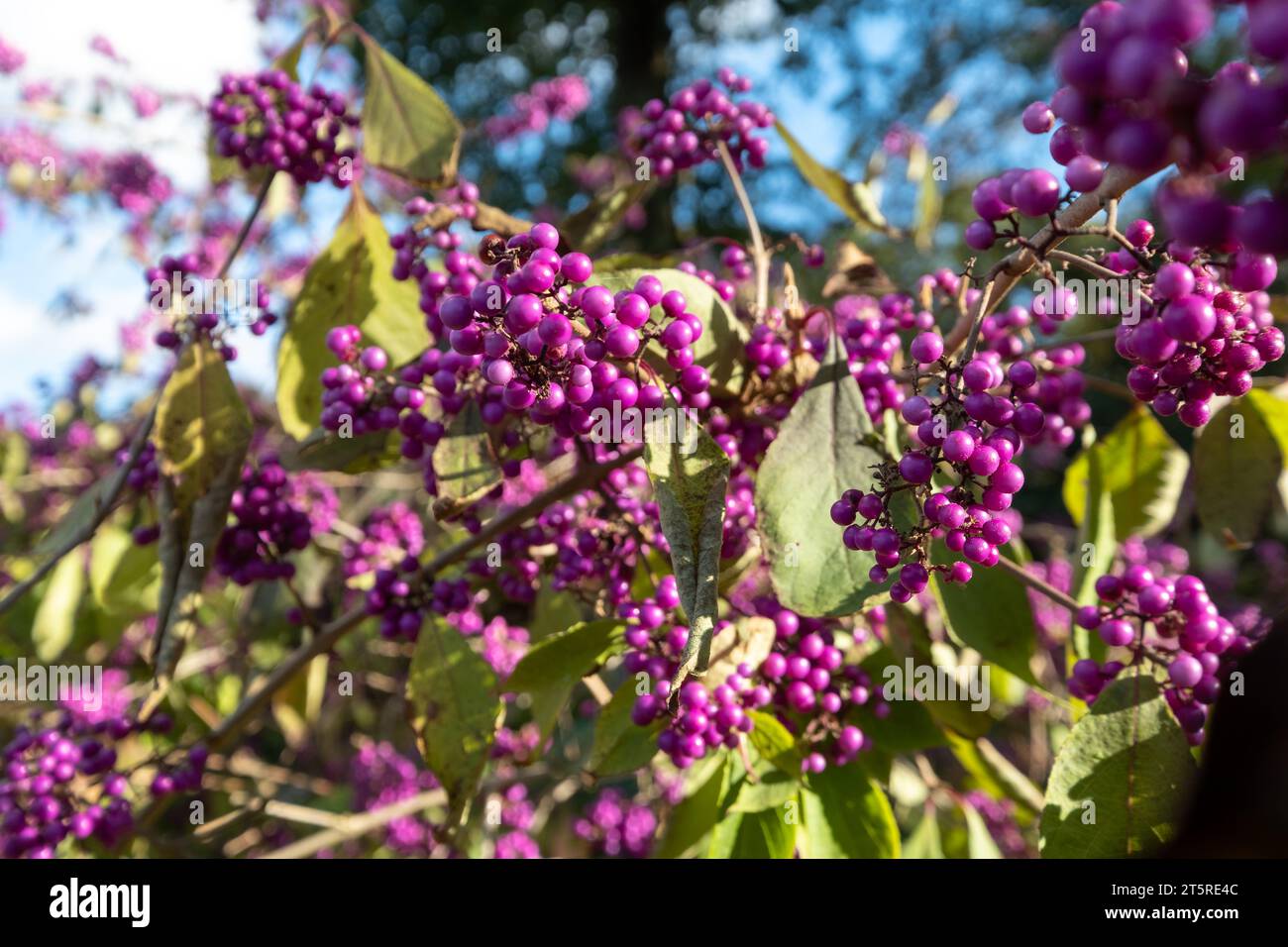 Callicarpa bodinieri ‘imperial pearl’ hi-res stock photography and ...