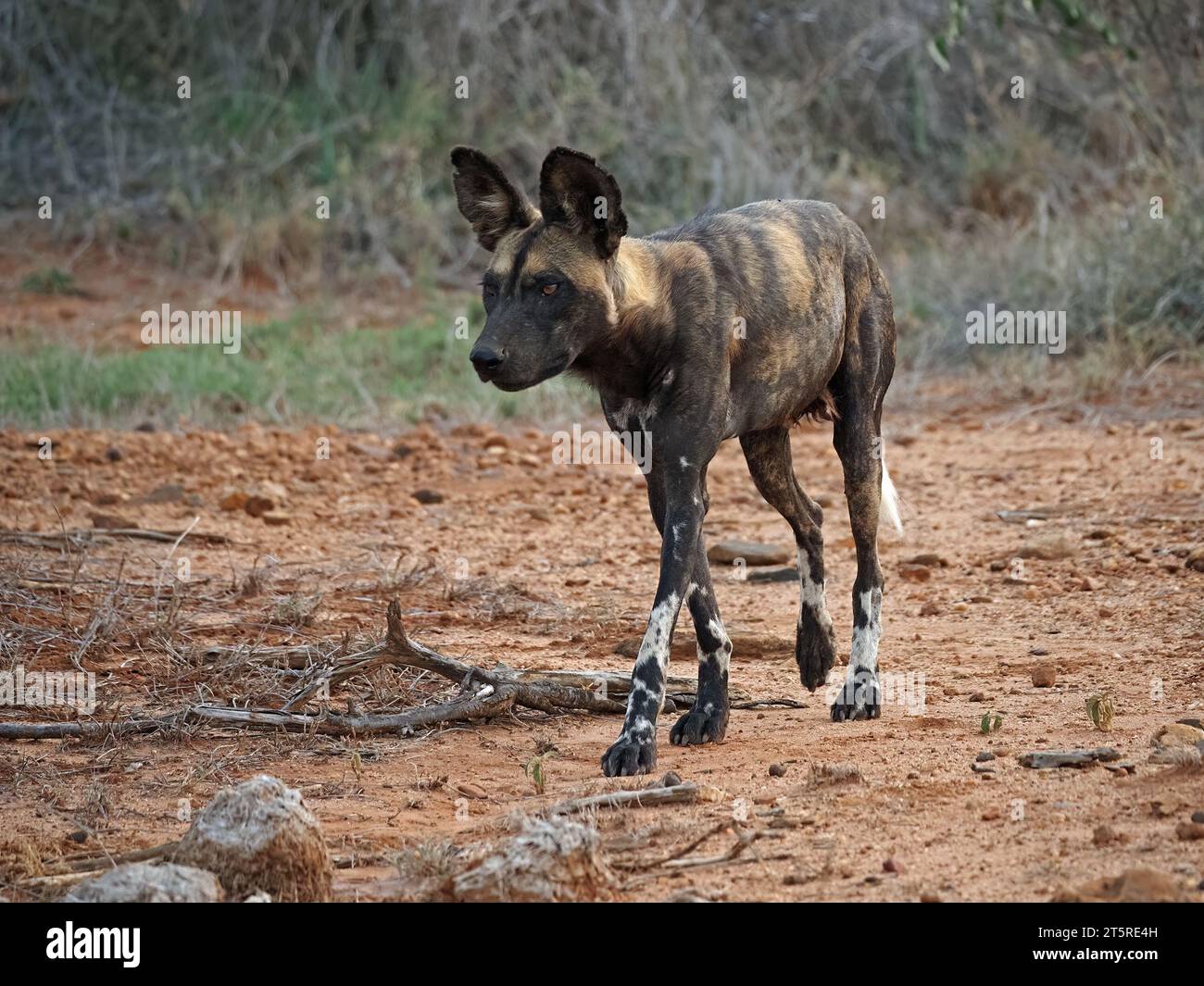 single focused African Wild dog/ Painted Wolf (Lycaon Pictus) walking ...