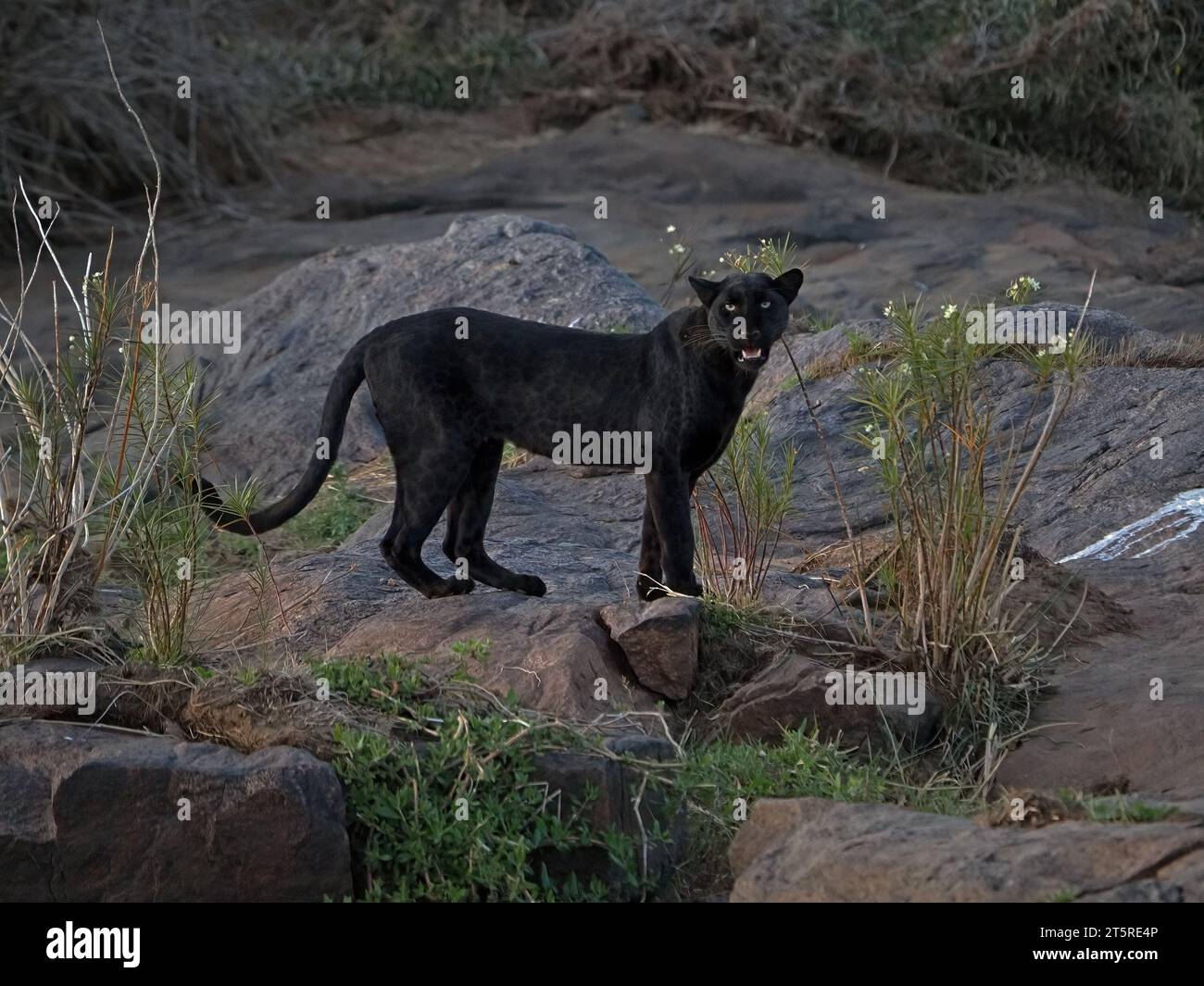 Giza the black panther - a melanistic leopard, (Panthera pardus) with ...