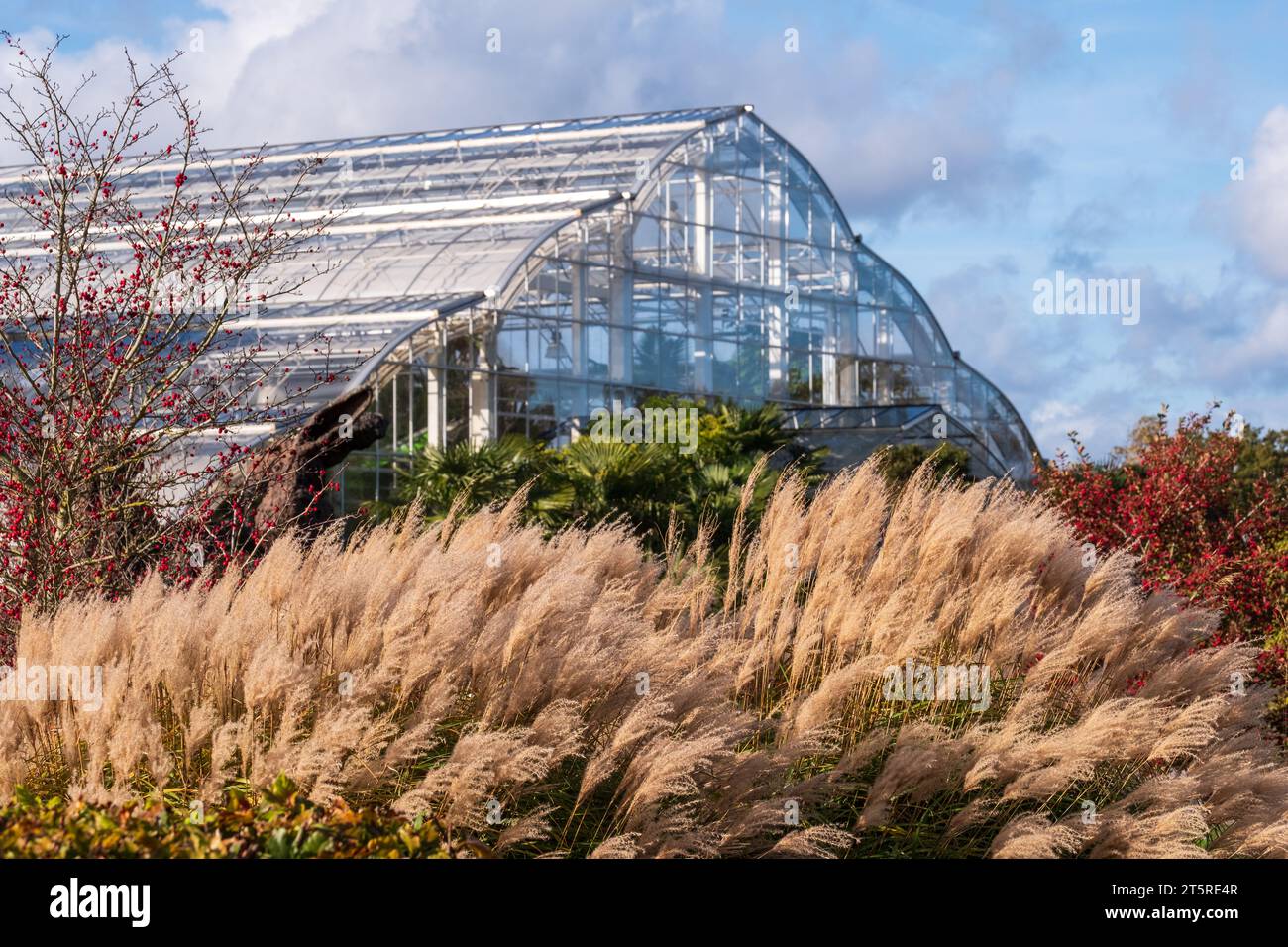 Ornamental grasses growing around the lake with the greenhouse in the ...