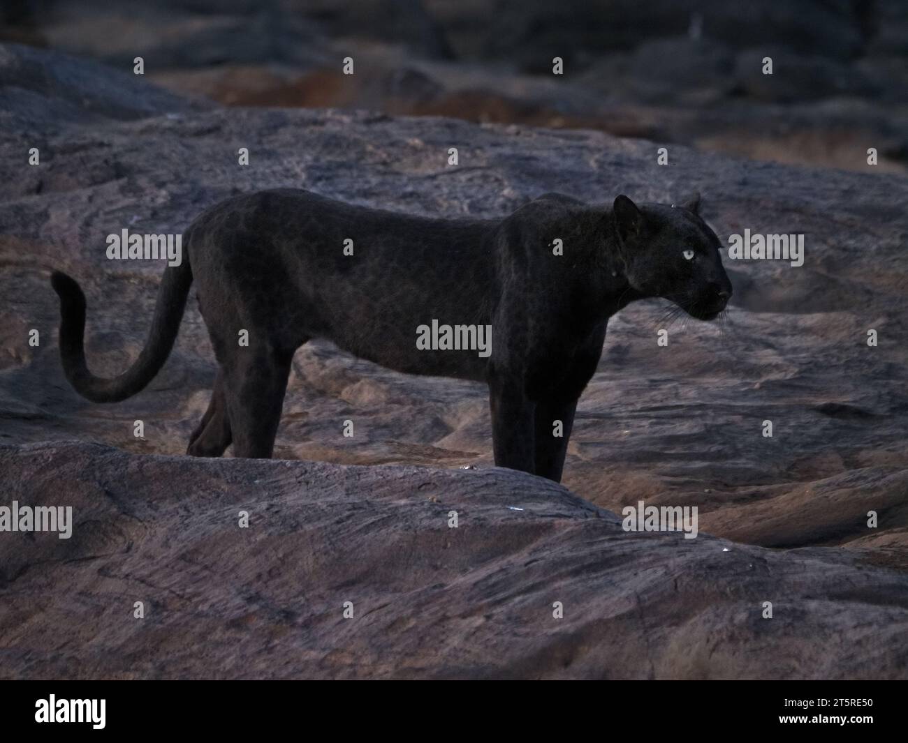 Giza the black panther - a melanistic leopard, (Panthera pardus) with ...