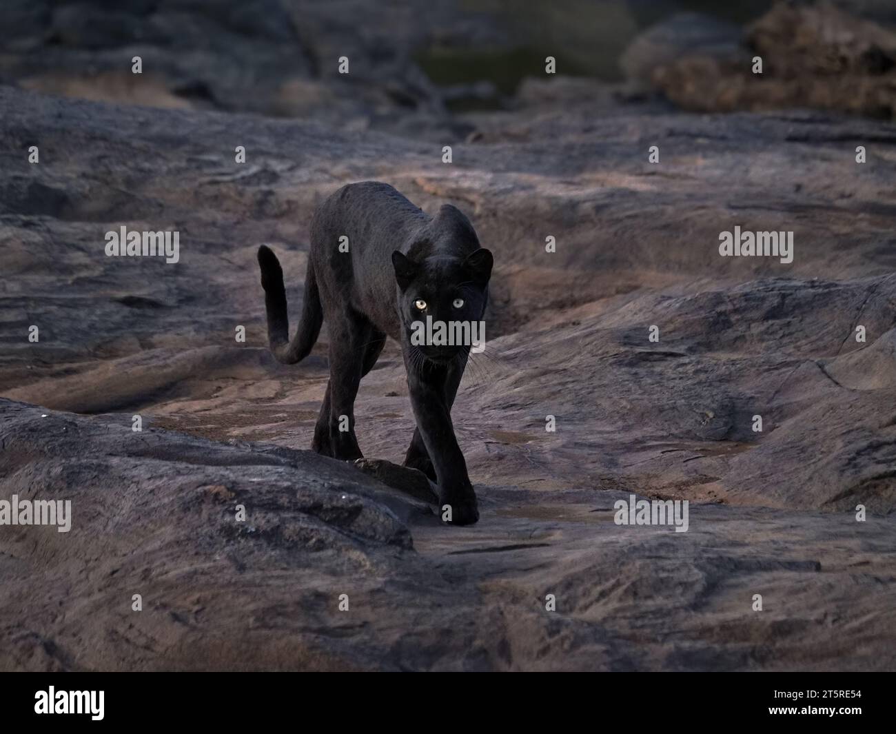 Giza the black panther - a melanistic leopard, (Panthera pardus) with ...
