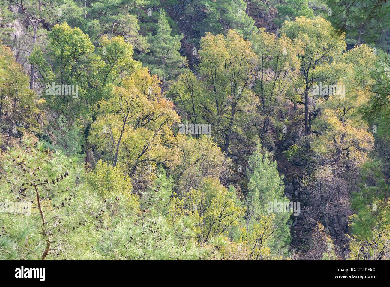 Mixed pine trees and Liquidambar orientalis trees. Liquidambar ...