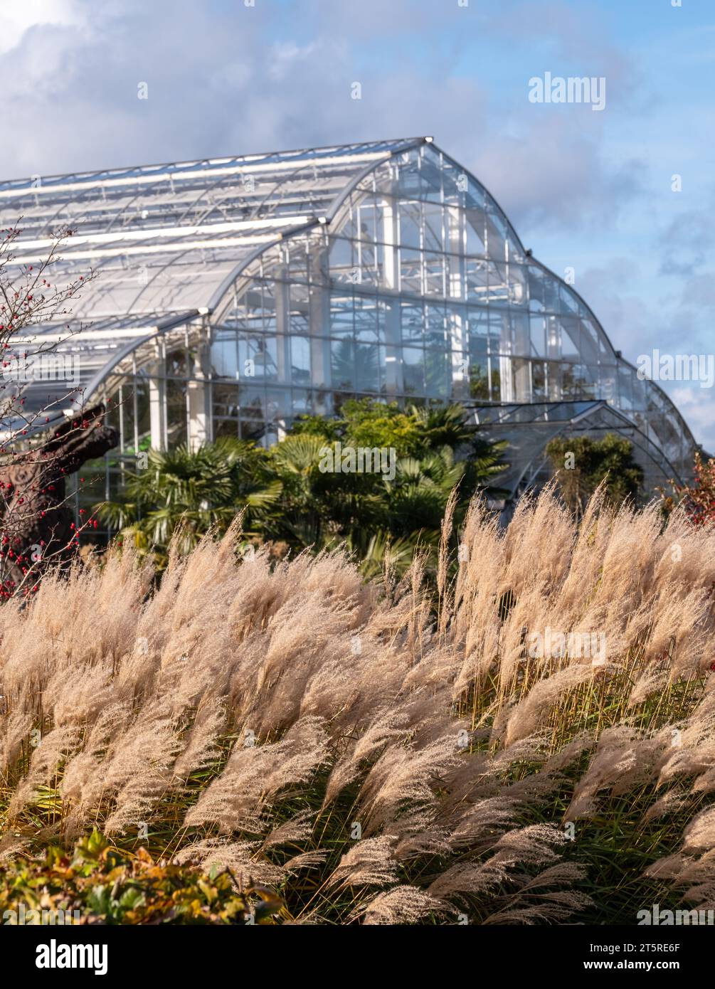 Ornamental grasses growing around the lake with the greenhouse in the ...