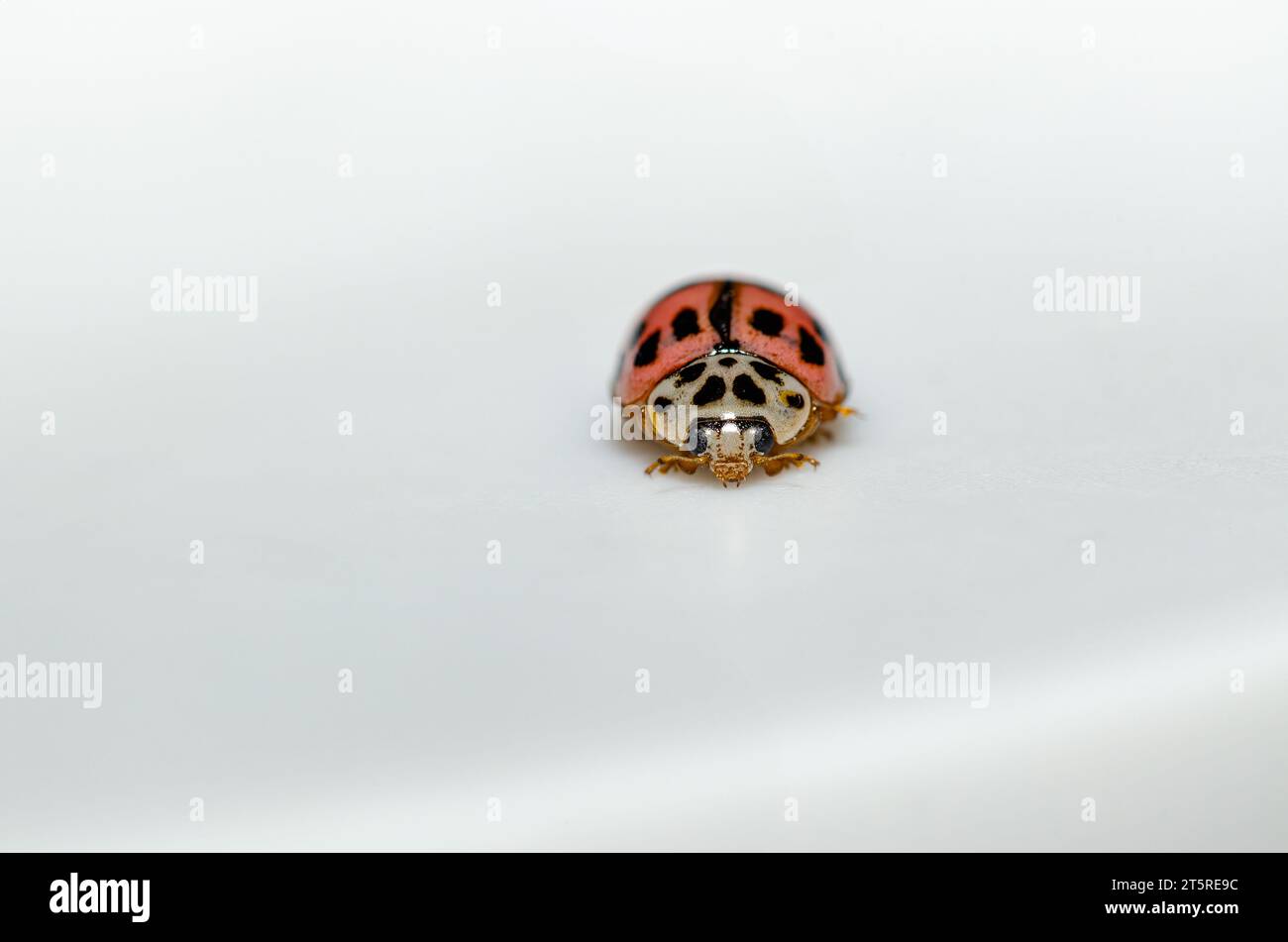 Outstanding macro shots, beautiful ladybird on white background ...