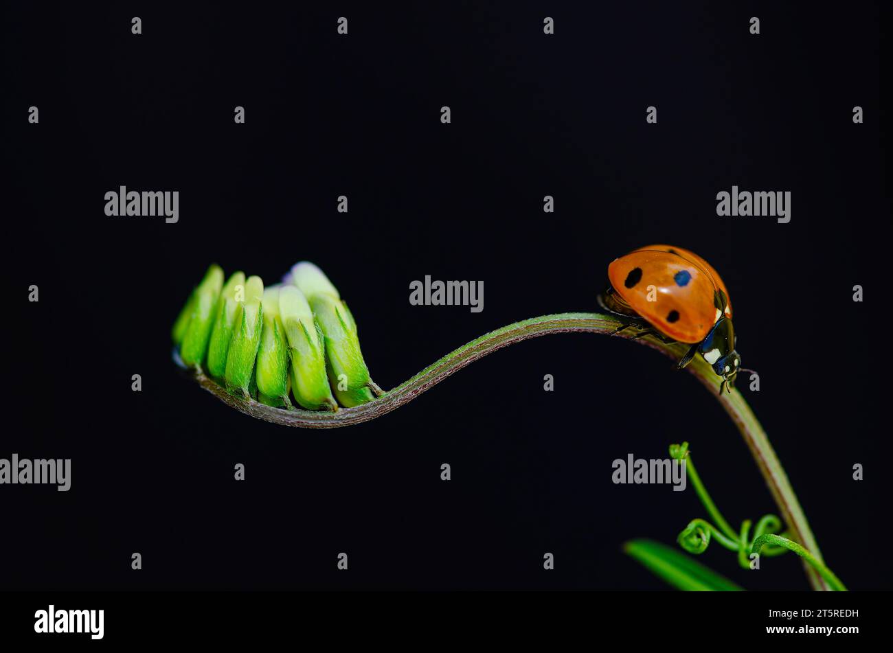 Outstanding macro shots, beautiful ladybird on flower petal black ...