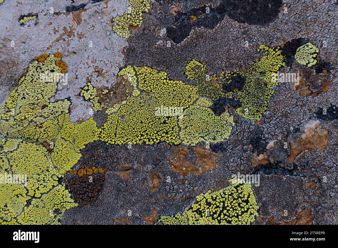 Lichens illustration hi-res stock photography and images - Alamy