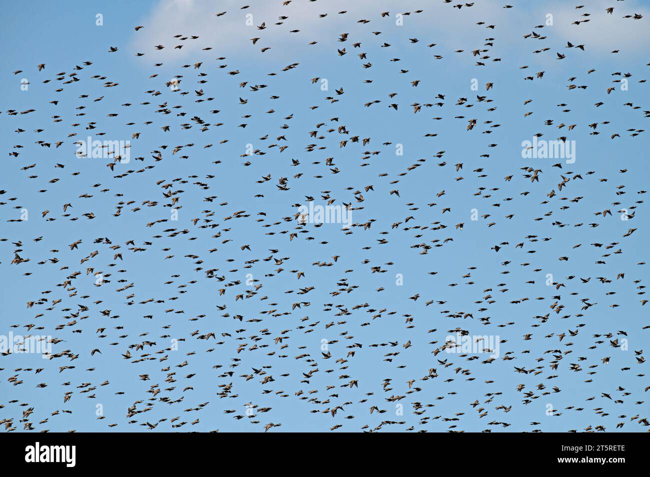 Common Starling flying in flocks in the sky Stock Photo - Alamy