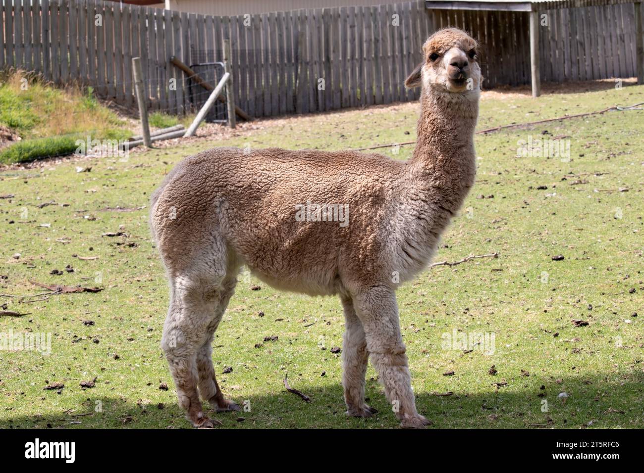 alpaca are slender bodied animals with long legs and neck and small ...