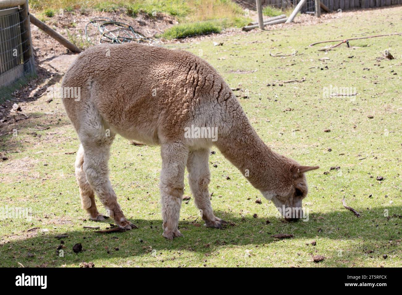 alpaca are slender bodied animals with long legs and neck and small ...