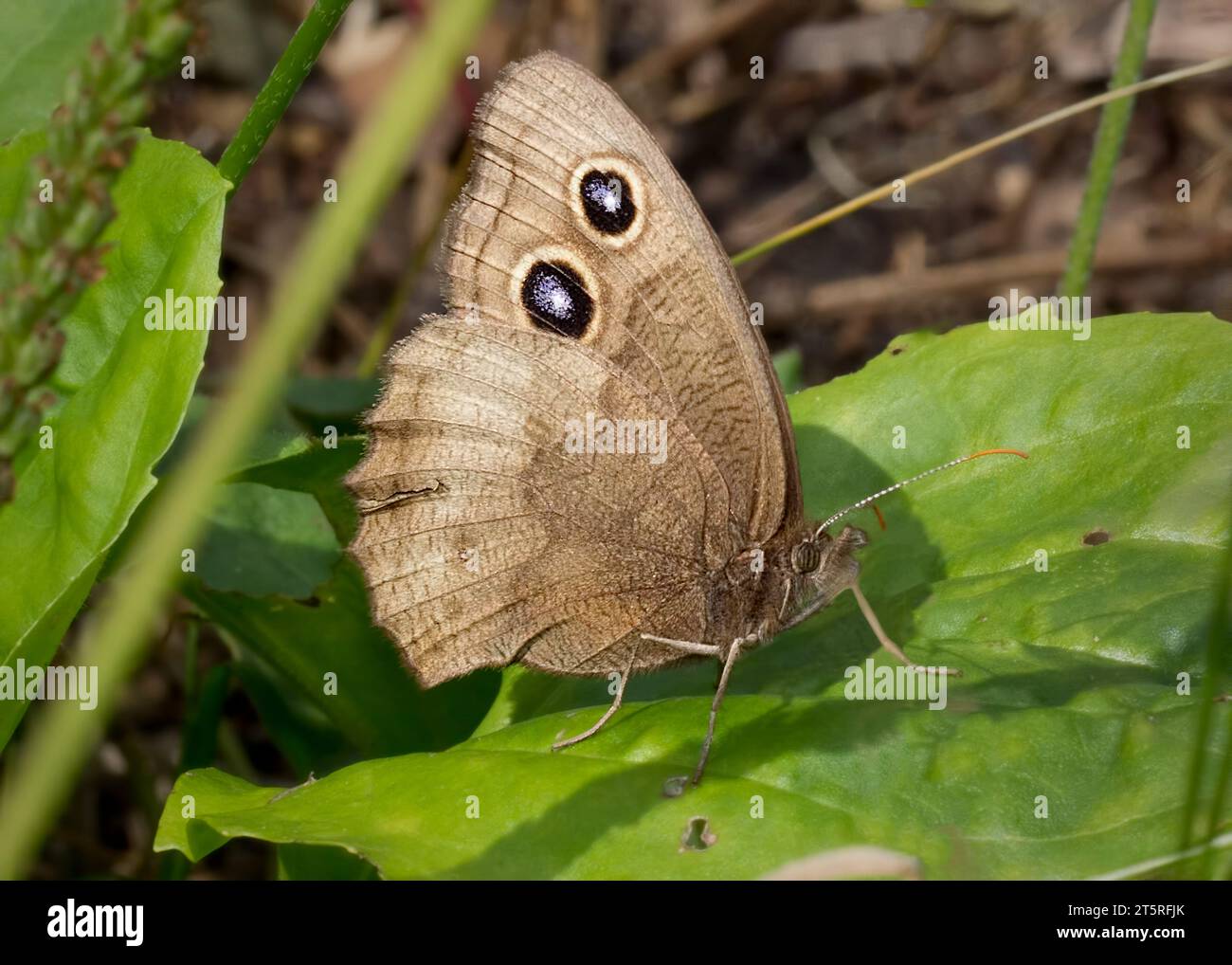 Chippewa national forest hi-res stock photography and images - Alamy