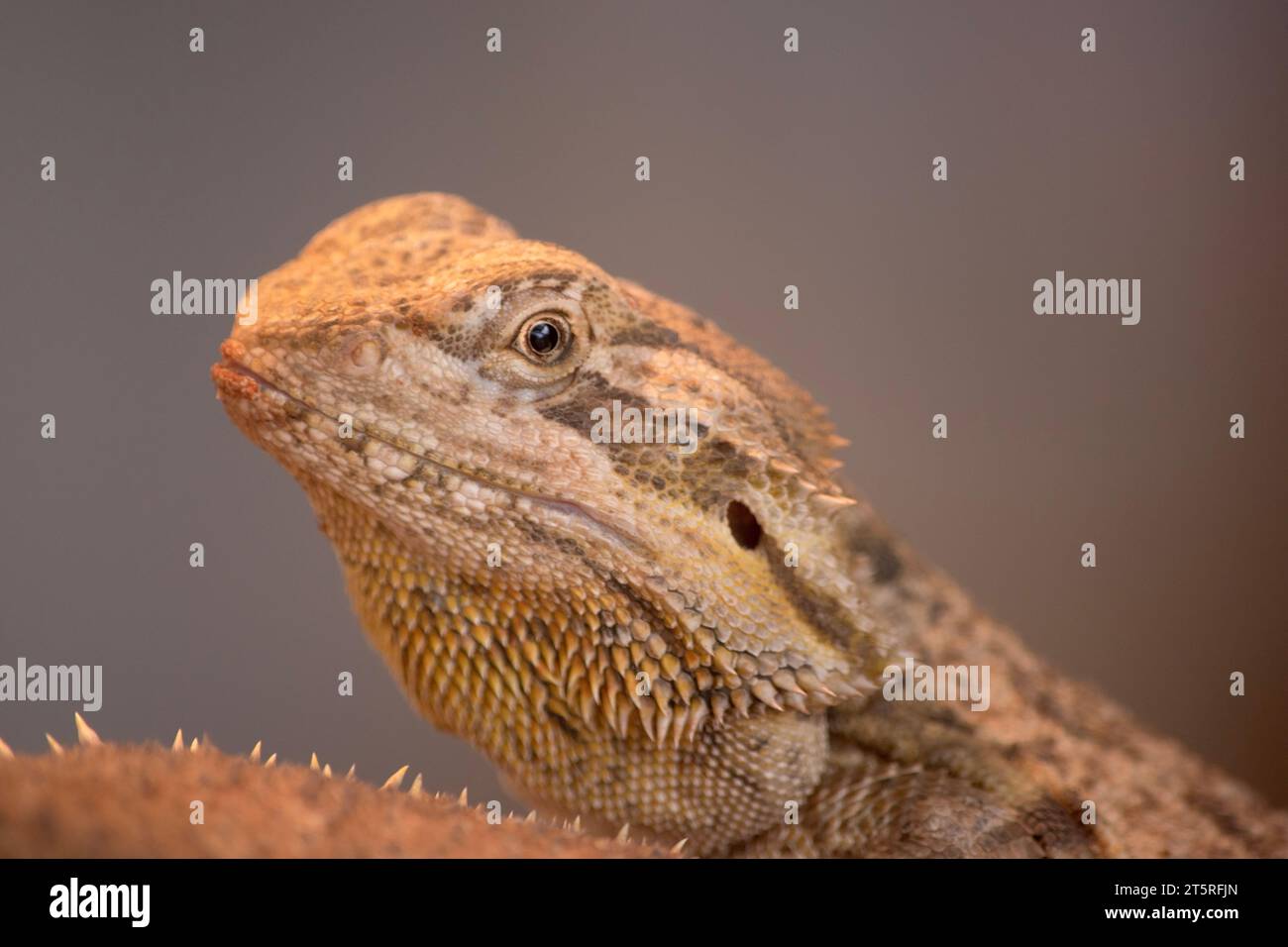 They have a broad, triangular head, round bodies, stout legs, and ...