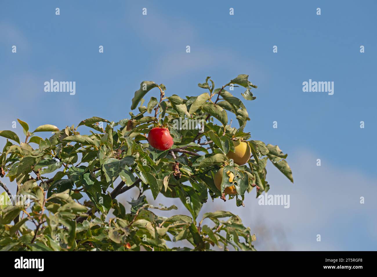 Ripe fresh fruit hanging on branches in the persimmon tree plant garden ...