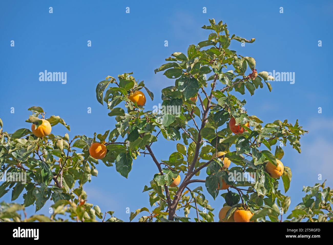 Ripe fresh fruit hanging on branches in the persimmon tree plant garden ...