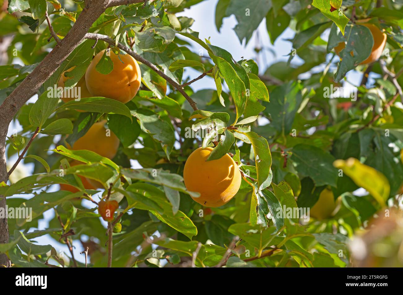 Ripe fresh fruit hanging on branches in the persimmon tree plant garden ...