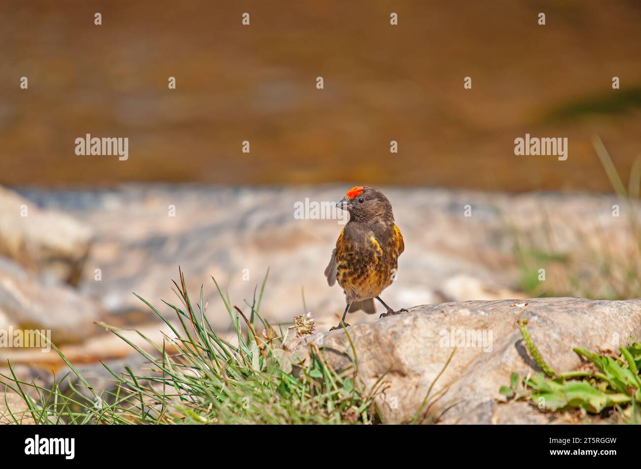 Red-fronted Serin, Serinus pusillus in Turkey Stock Photo - Alamy
