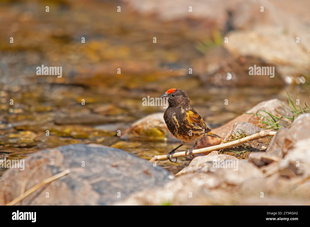 European serin serinus serinus male hi-res stock photography and images ...