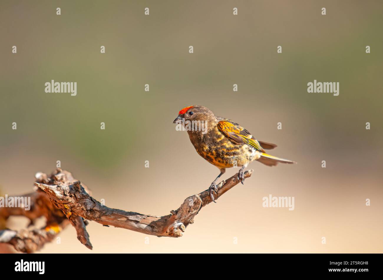 Red-fronted Serin, Serinus pusillus in Turkey Stock Photo - Alamy