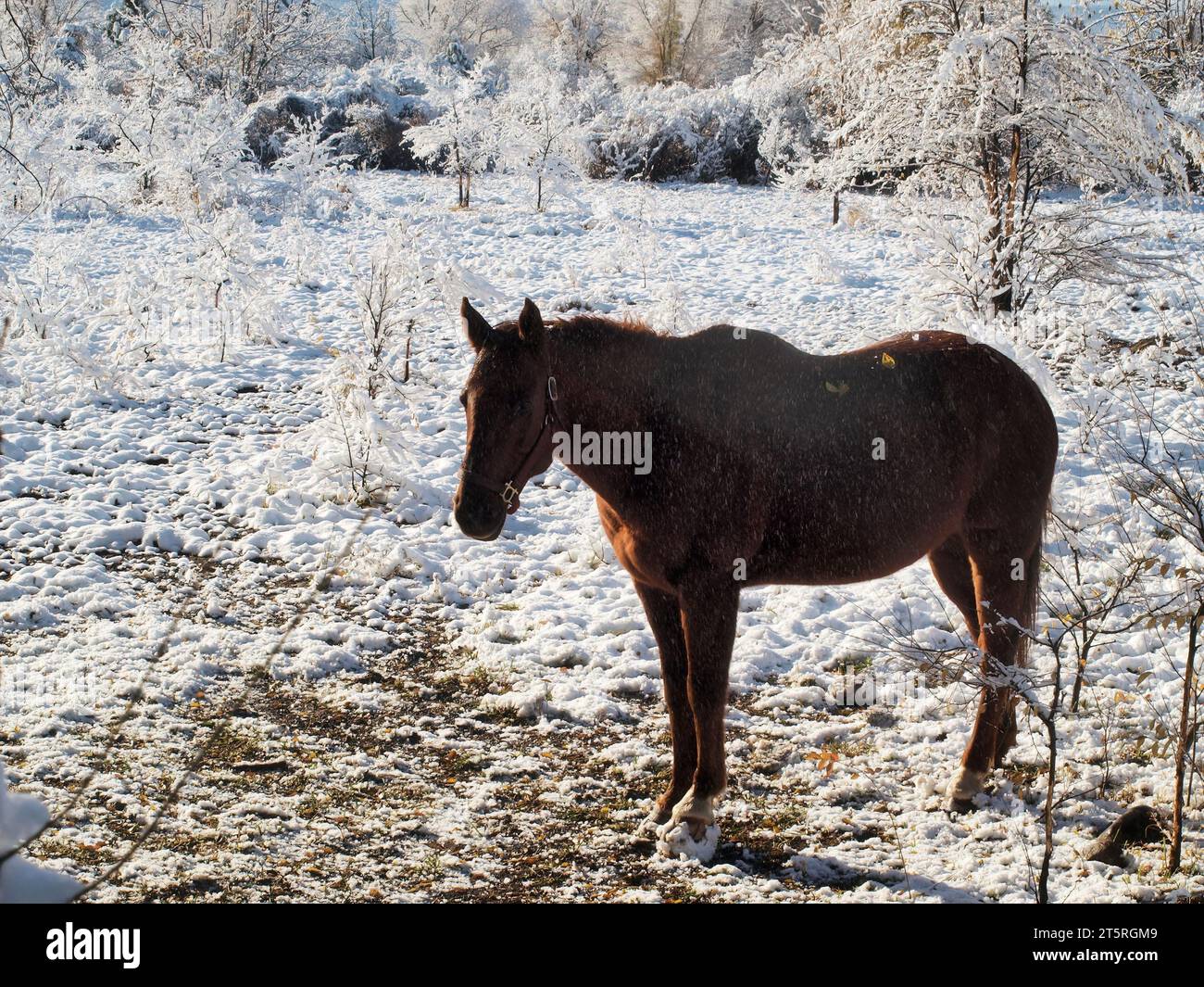 Semi profile hi-res stock photography and images - Alamy