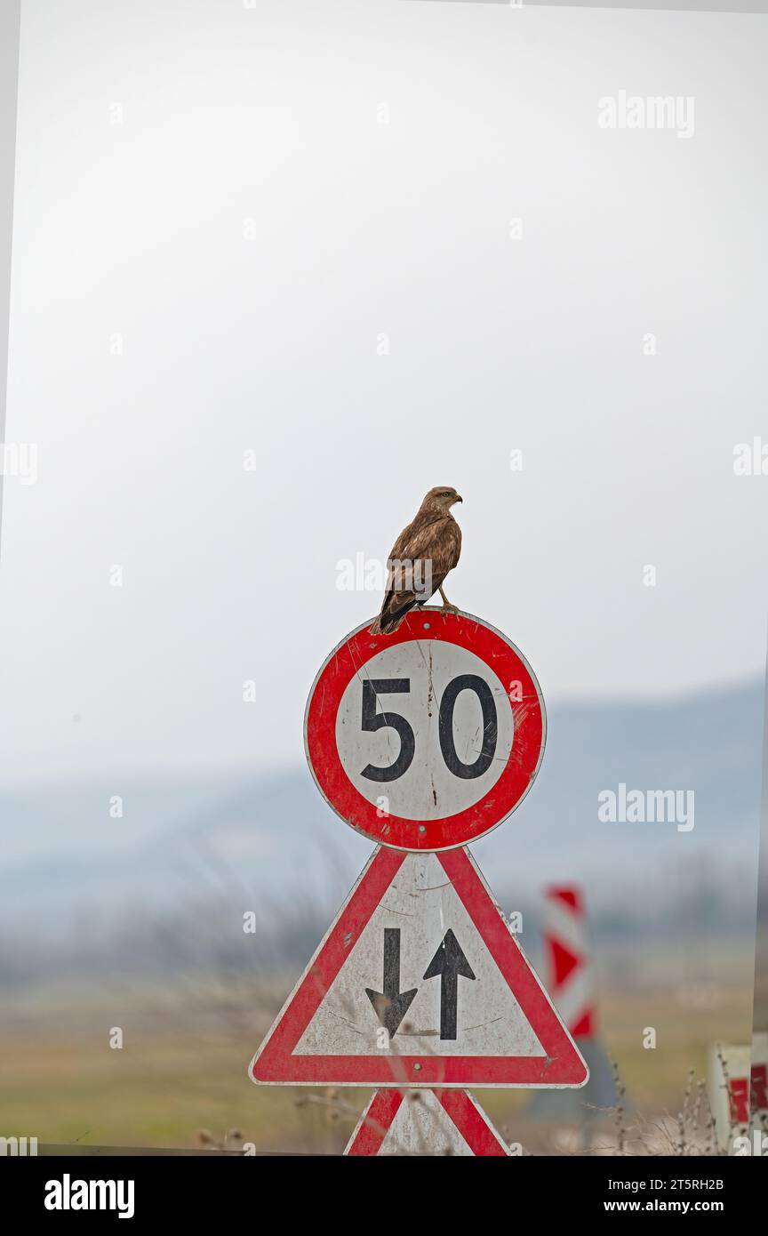 Long-legged Buzzard (Buteo rufinus) on a traffic sign Stock Photo - Alamy