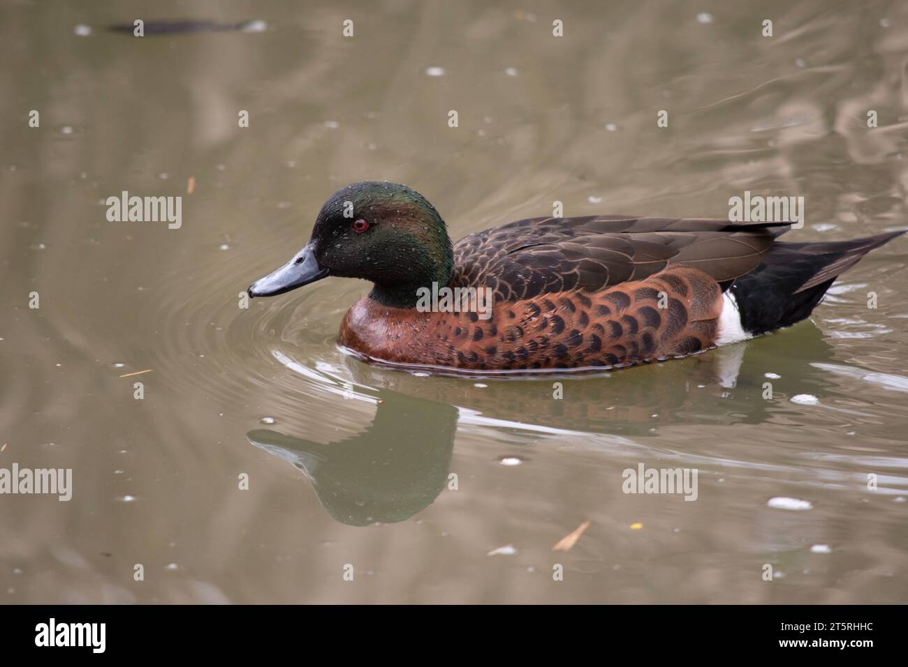 the male the chestnut teal duck has a green head and neck and a brown body Stock Photo - Alamy