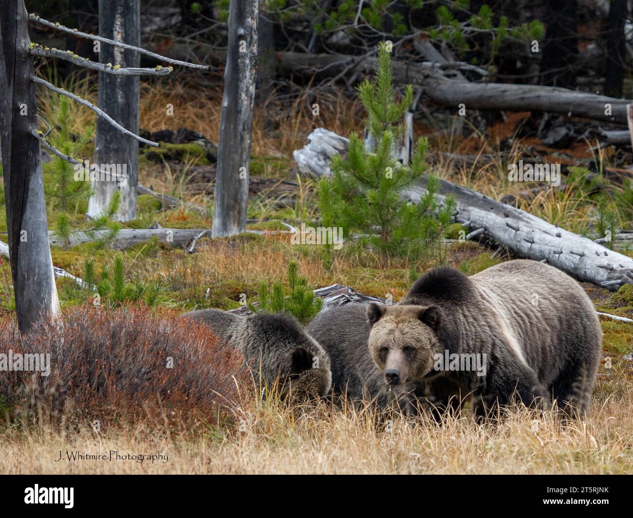 Grizzly bears roam freely in a field eating berries In Yellowstone Park ...