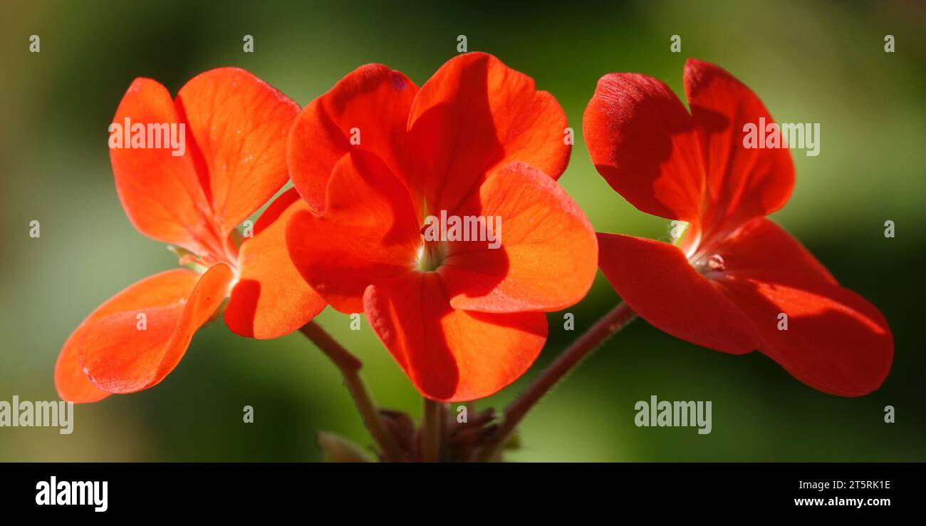 Flower Pelargonium zonal Chandelier White is a herbaceous perennial ...