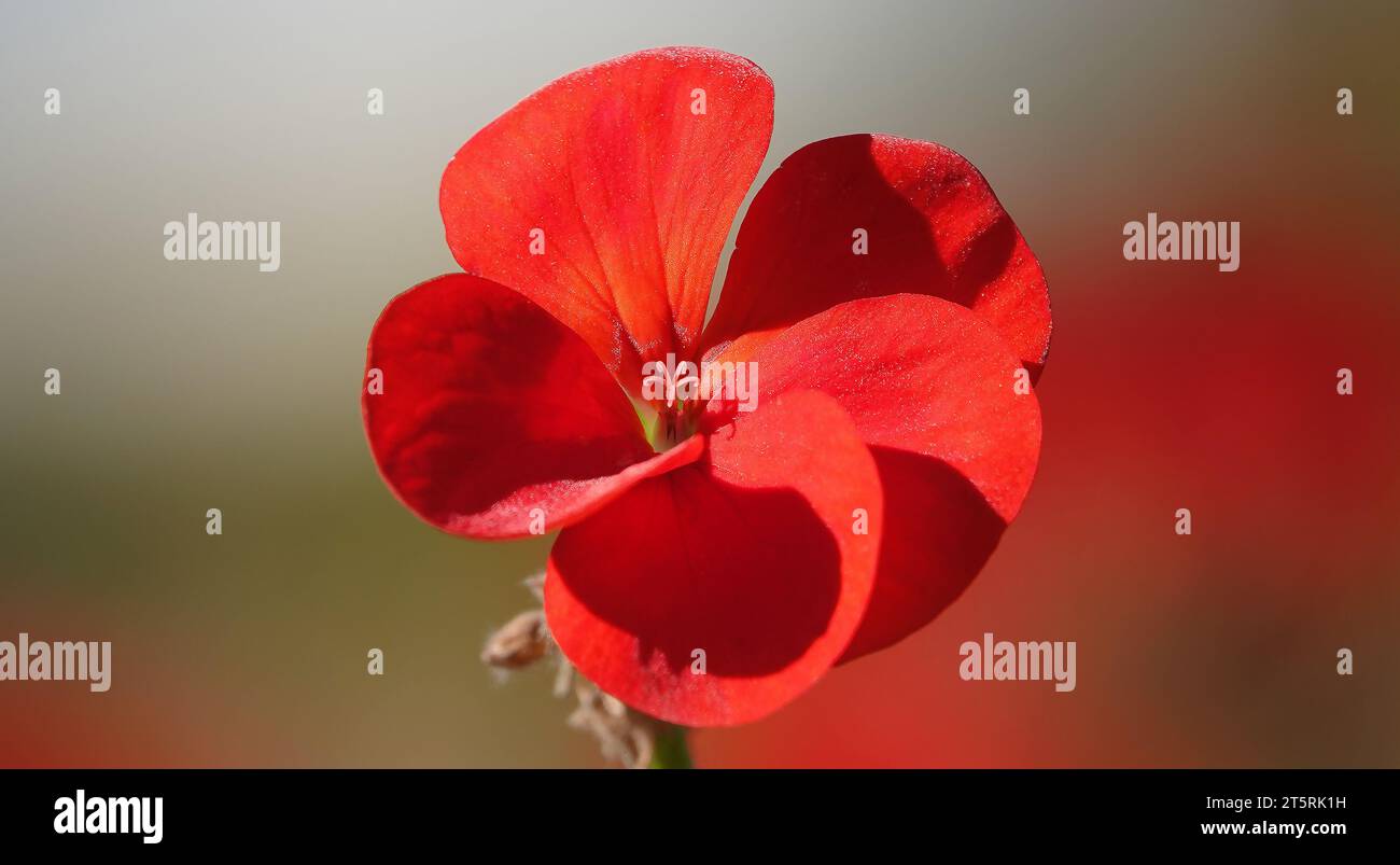 Flower Pelargonium zonal Chandelier White is a herbaceous perennial ...