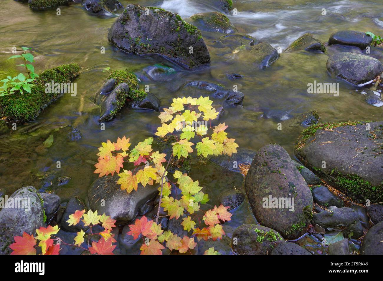 Vine maple leaves dimple a creek bank during October, in the fall color ...