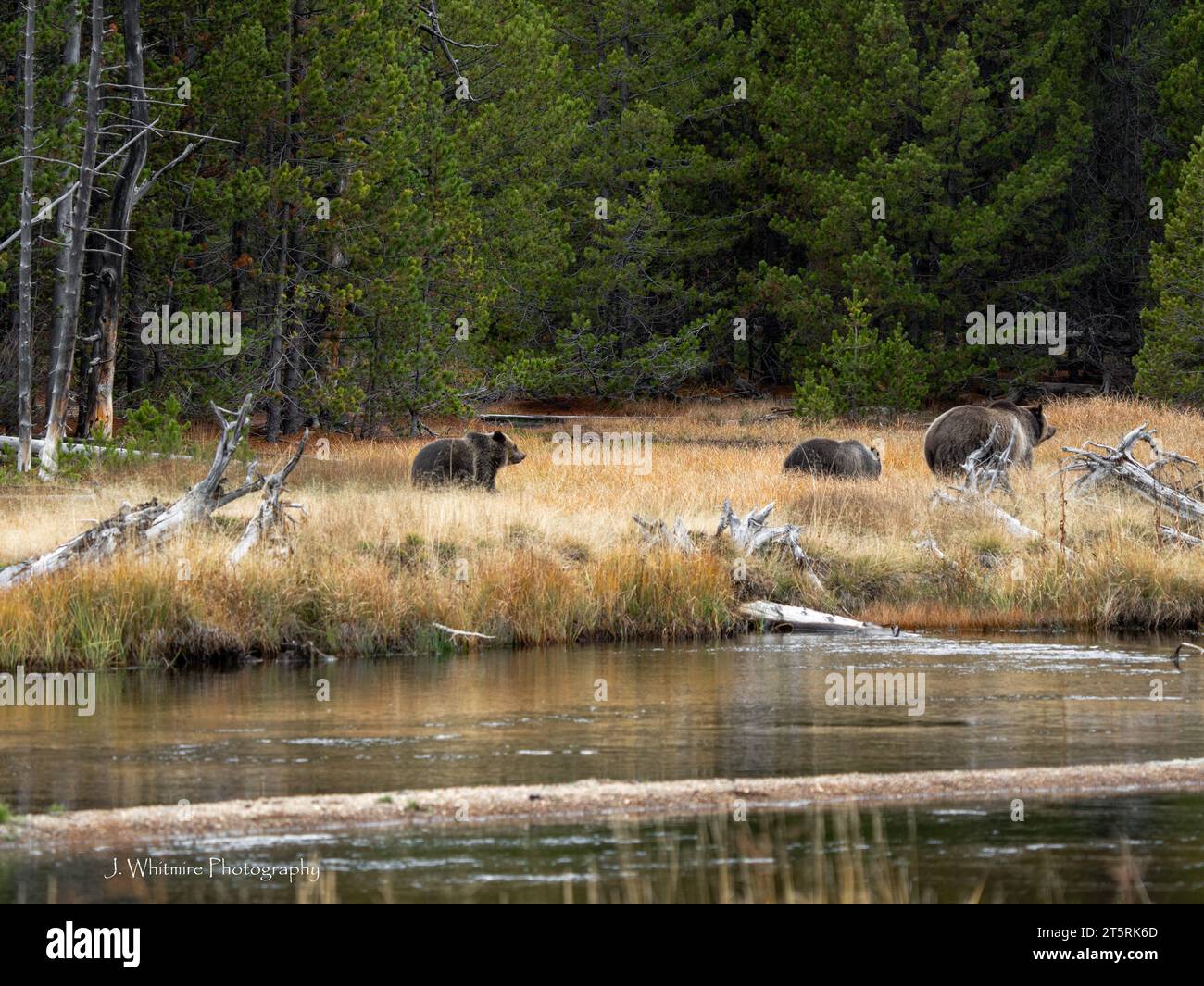 Grizzly bears roam freely in a field eating berries In Yellowstone Park ...