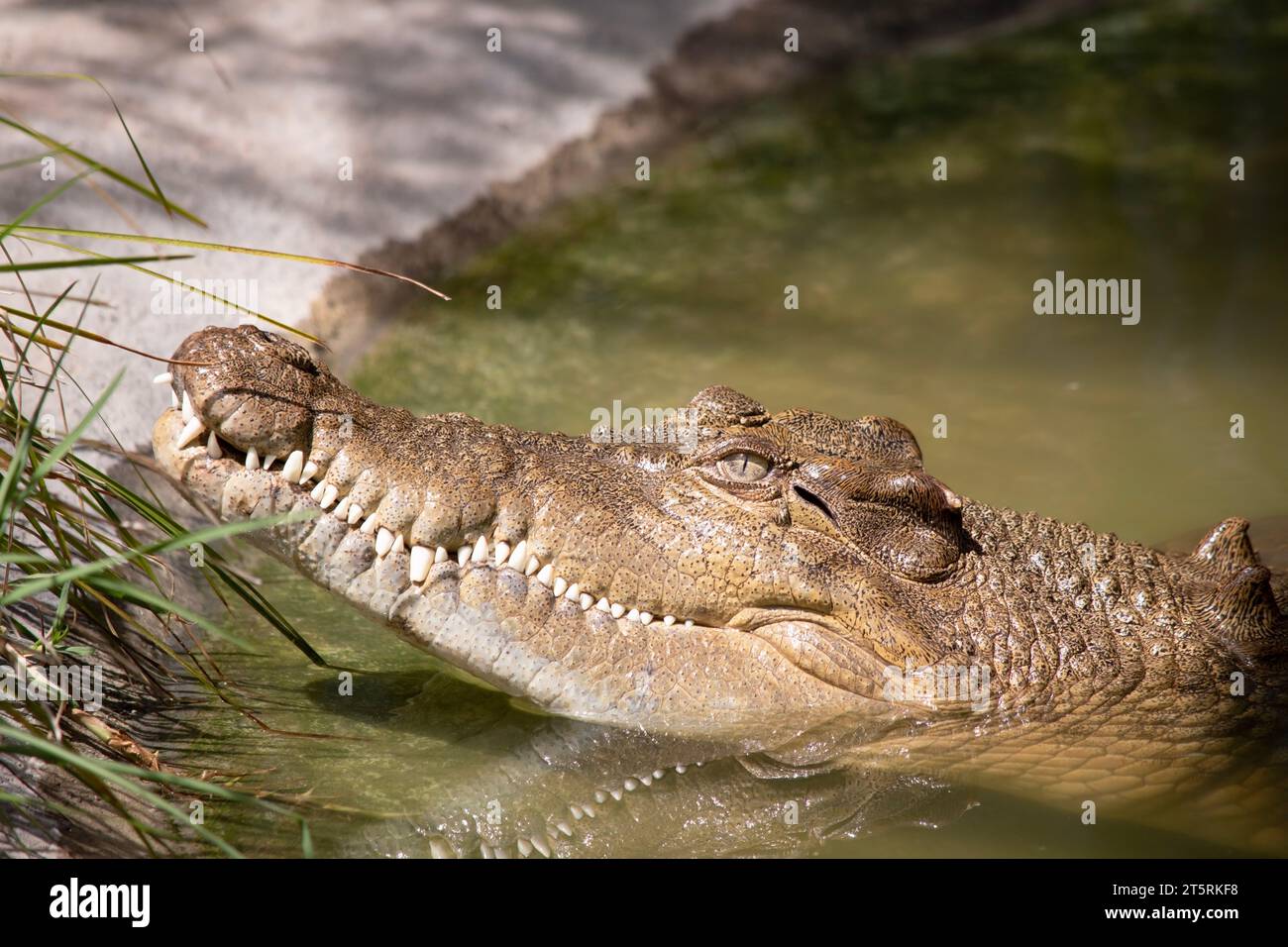 Mottling hi-res stock photography and images - Alamy