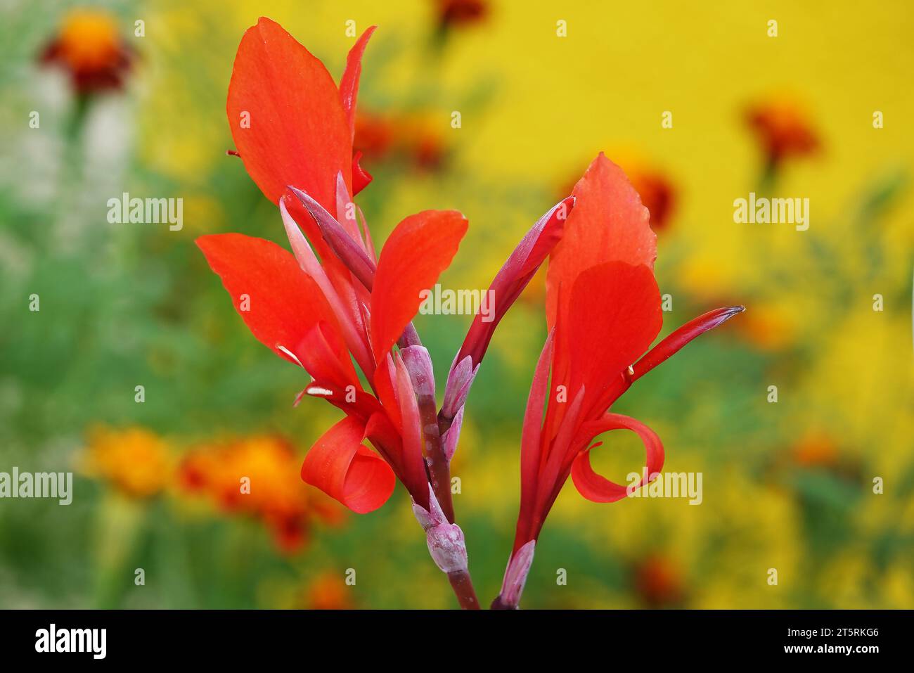 Flowers Canna blood red is a perennial herbaceous plant of the ...