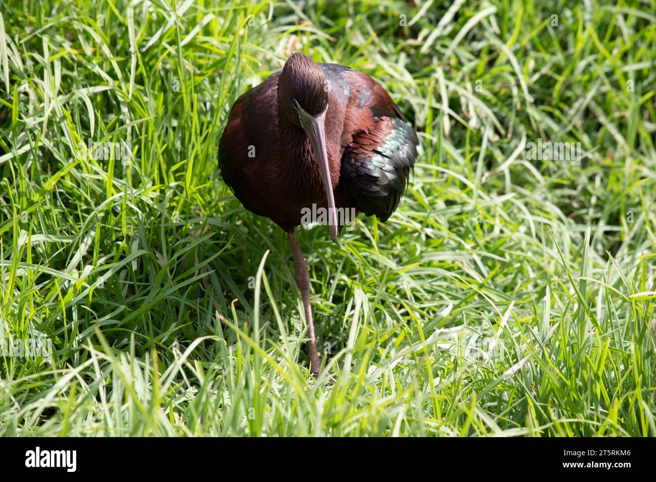 The glossy ibis neck is reddish-brown and the body is a bronze-brown ...