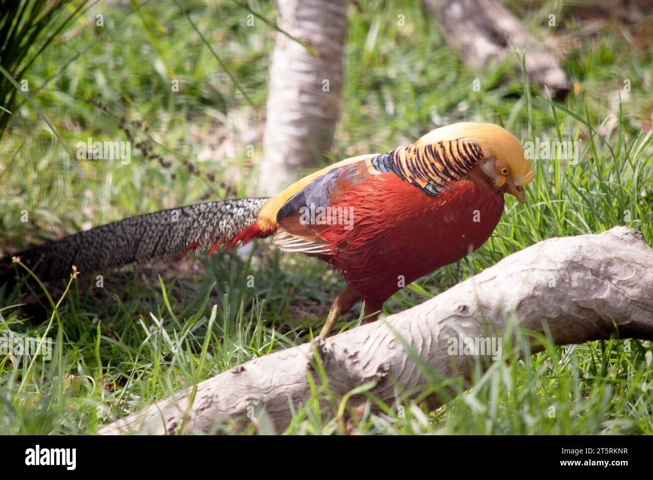 the male golden pheasant is very brightly coloured with a yellow crown ...