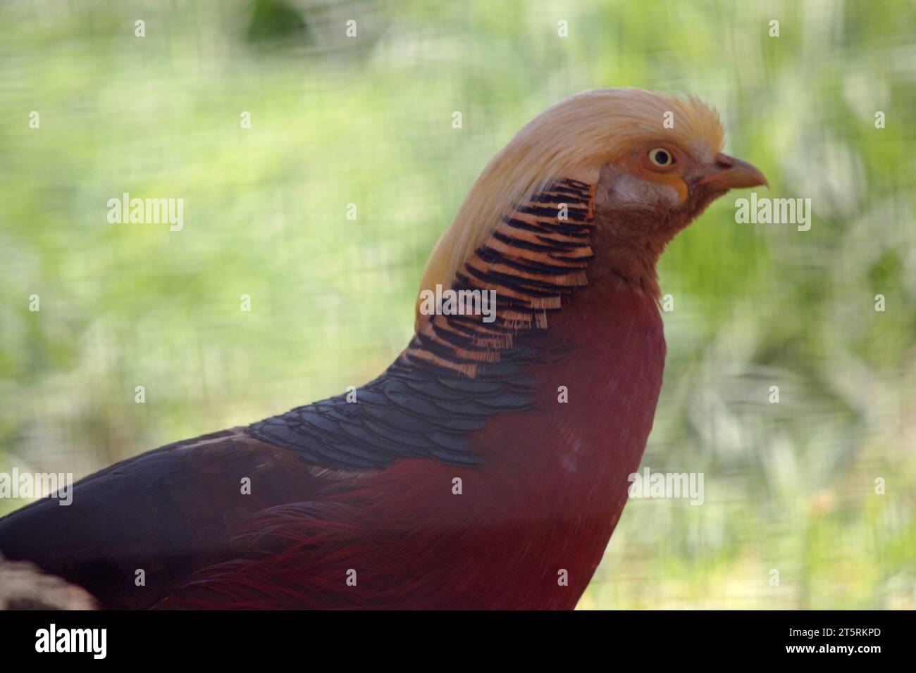 the male golden pheasant is very brightly coloured with a yellow crown ...