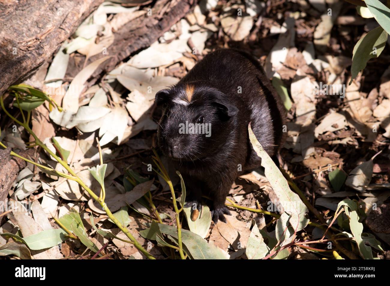 Small guinea pigs hi-res stock photography and images - Alamy