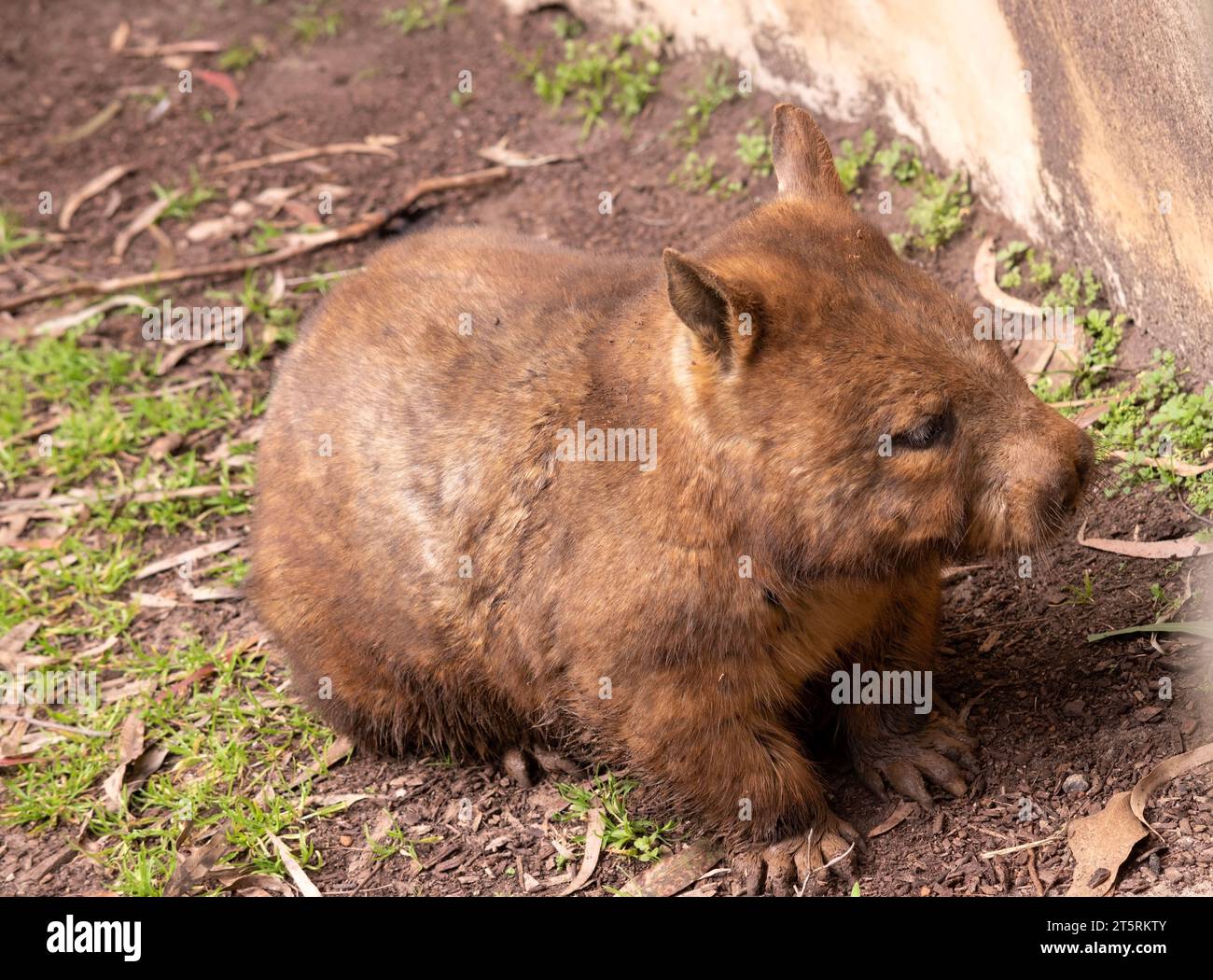 The hairy-nosed wombats have softer fur, longer and more pointed ears ...