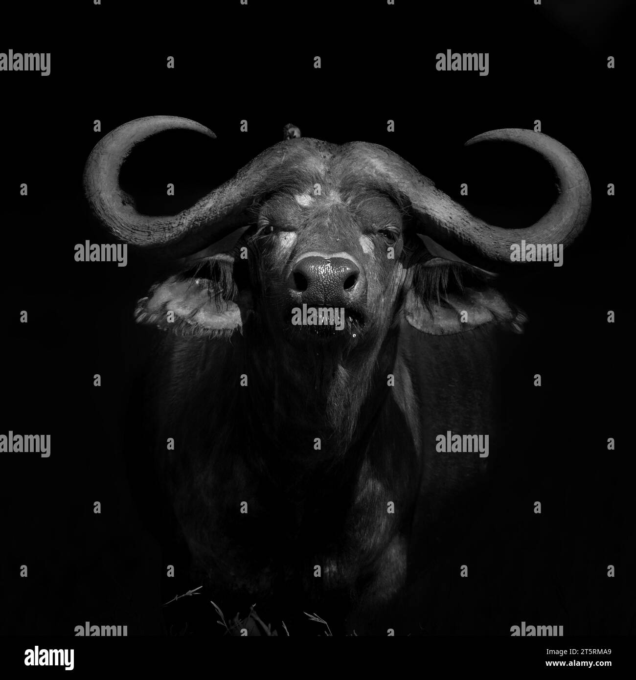 Large profile Black and White Stock Photos & Images - Alamy