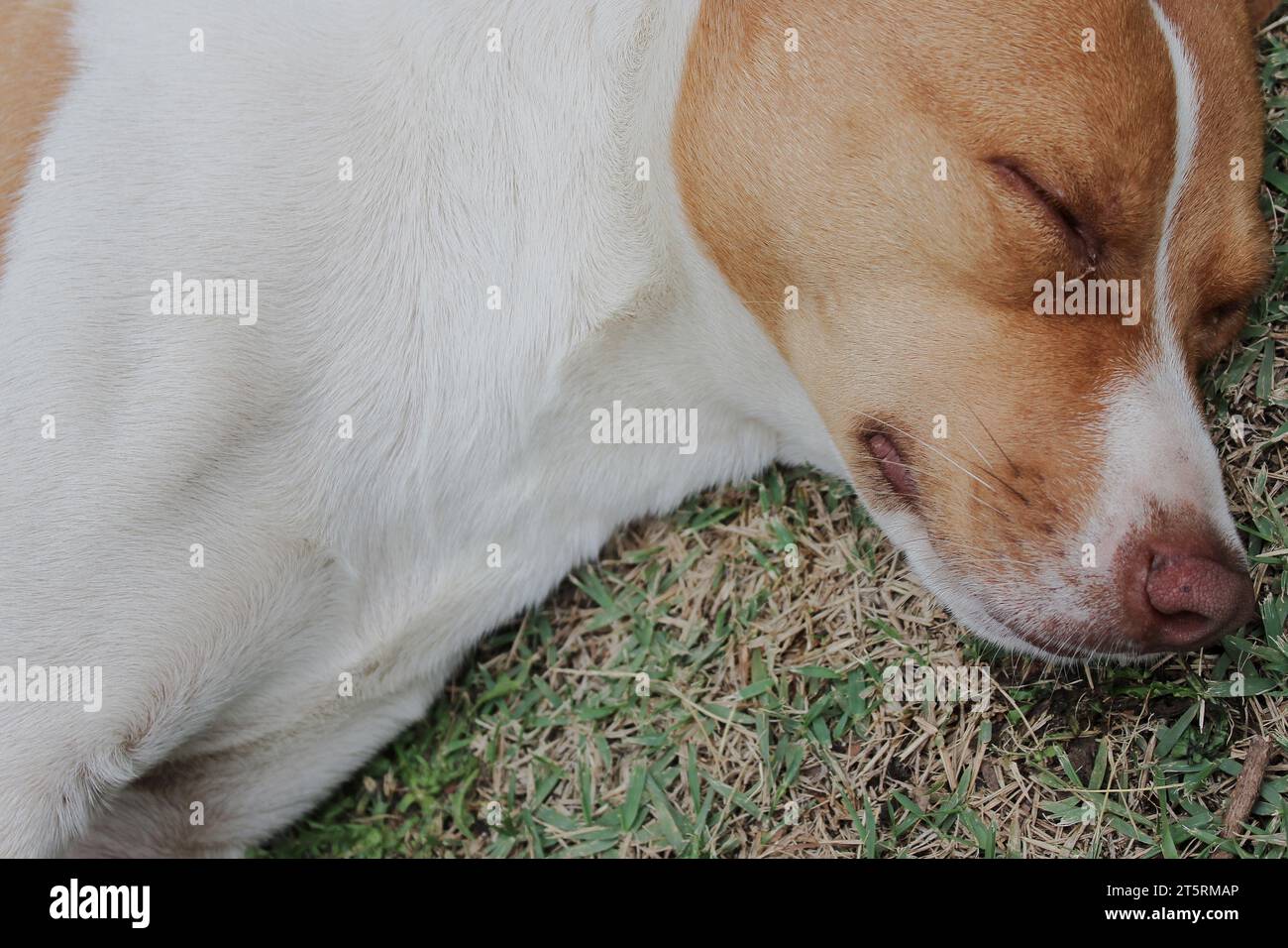 Portrait of a mixed-breed dog with a mottled coat in shades of white ...