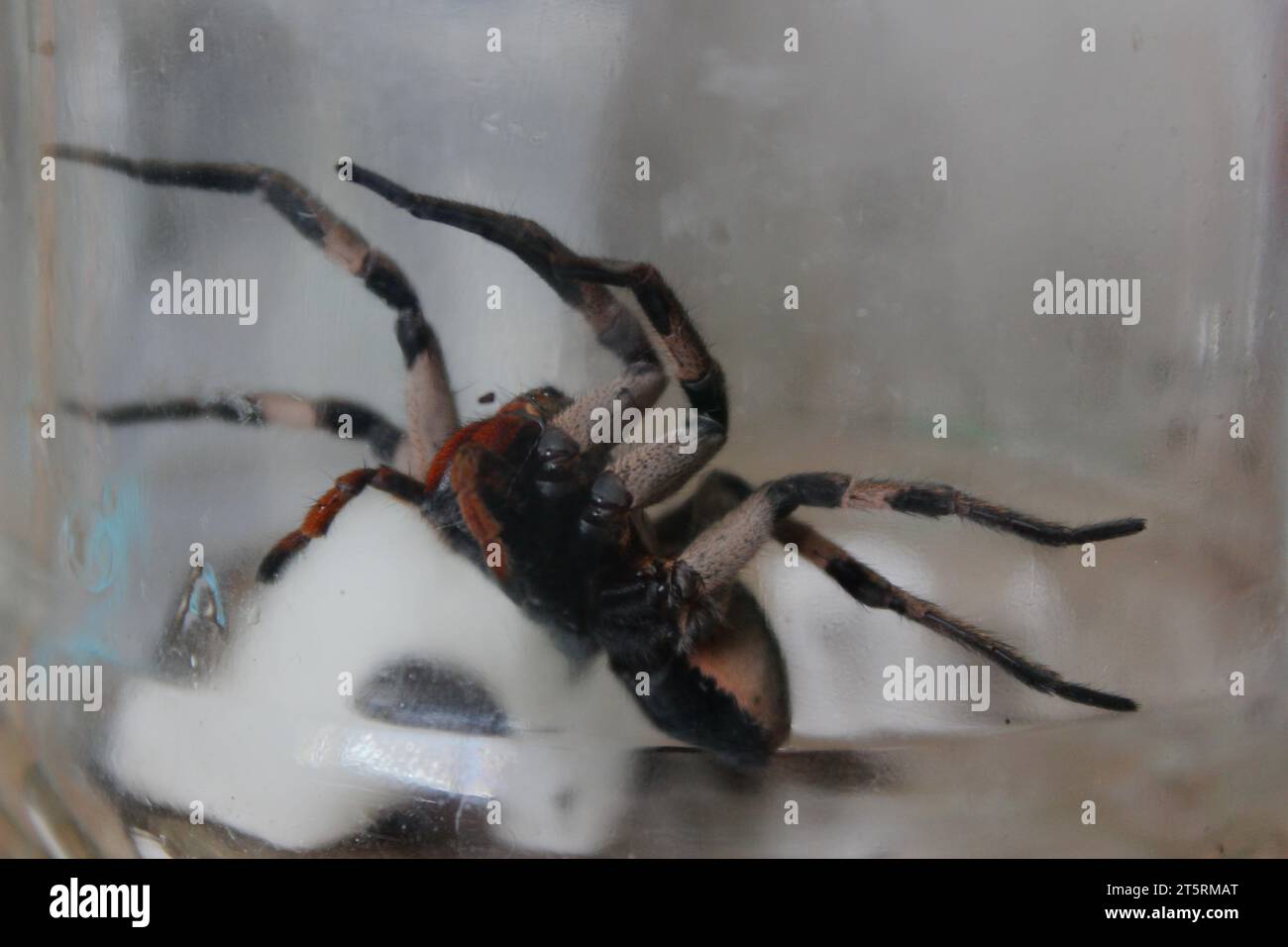 Phoneutria nigriventer spider, known as the armed spider, monkey spider ...