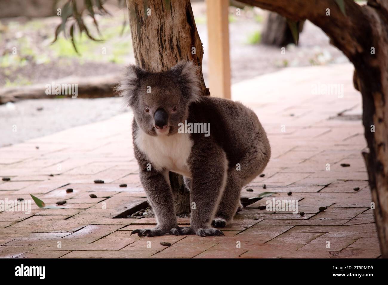 the Koala has a large round head, big furry ears and big black nose ...