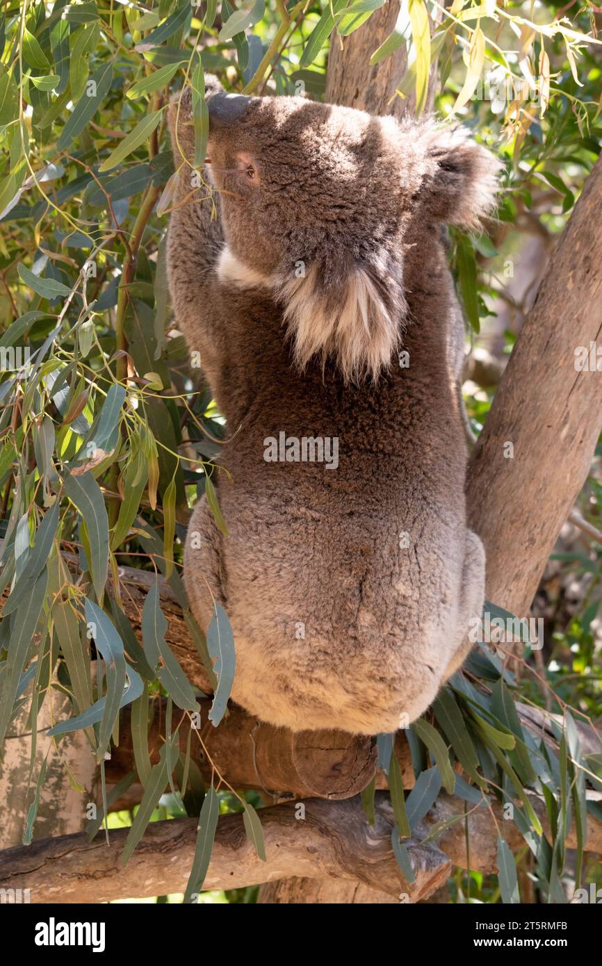 the Koala has a large round head, big furry ears and big black nose ...