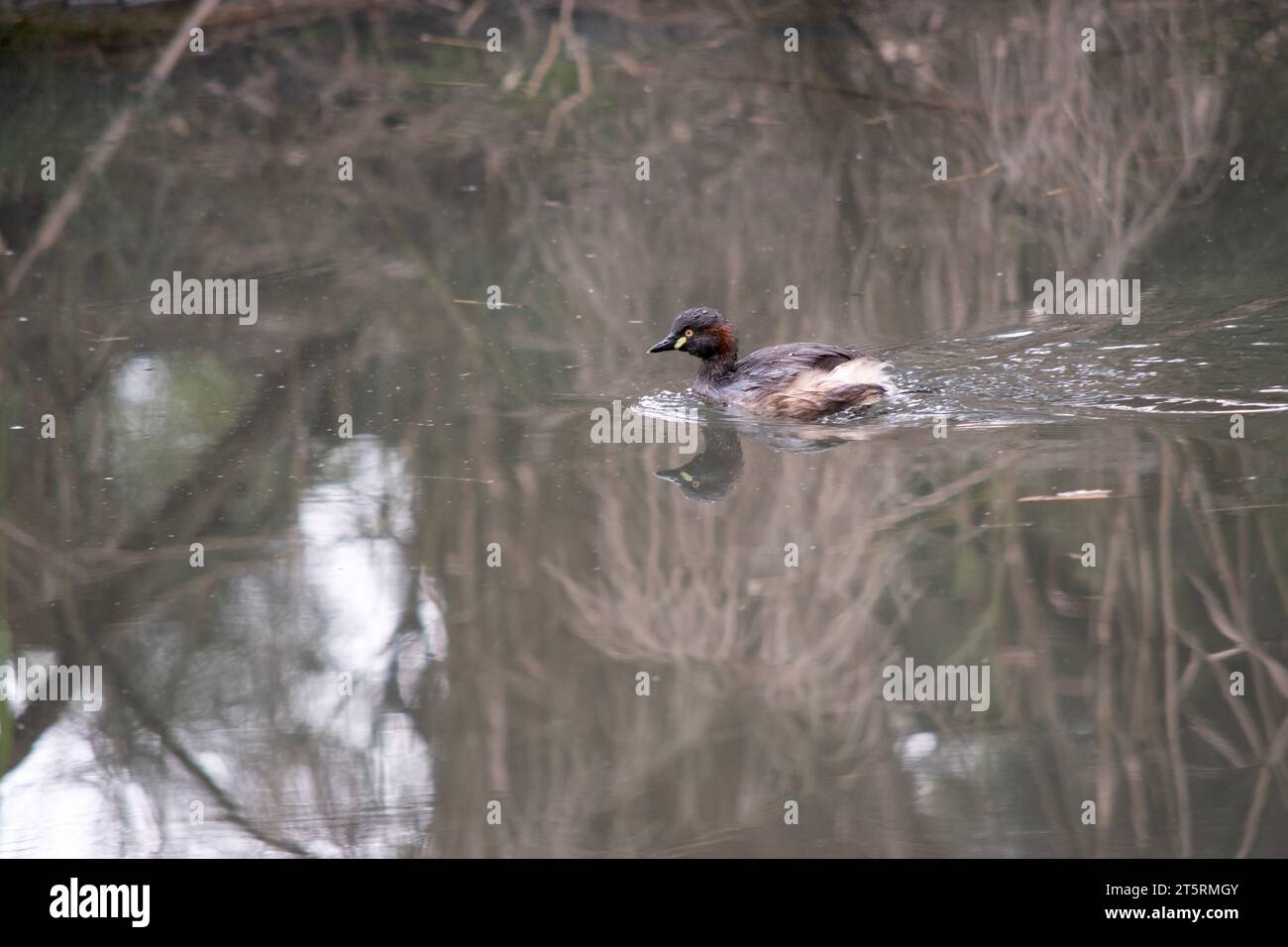 the little grebe is predominantly dark above with its rich, rufous ...